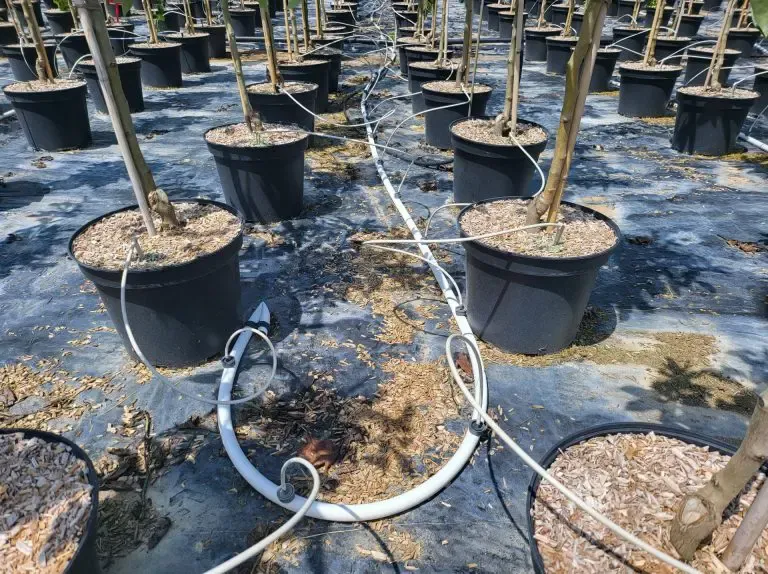 Certification sociale et environnementale Plante Bleue - VALHOR