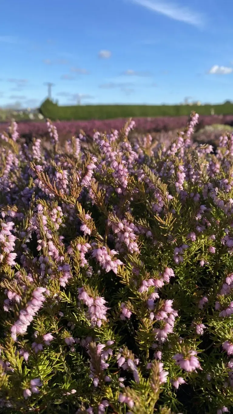 Certification sociale et environnementale Plante Bleue - VALHOR